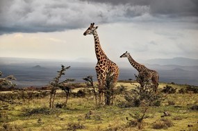 Umělecká fotografie Giraffe, Giuseppe DAmico, (40 x 26.7 cm)