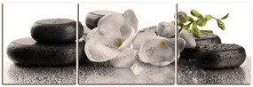 Obraz na plátně - Lávové kameny a  květy - panoráma 563FC (120x40 cm)