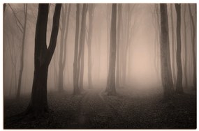 Obraz na plátně - Mlha v lese 1182FA (60x40 cm)
