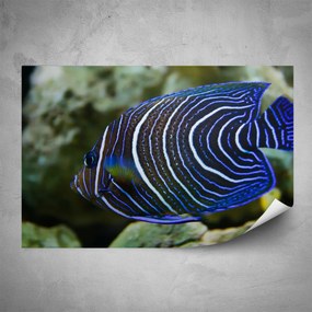 Plakát - Modrá rybka (60x40 cm) - PopyDesign