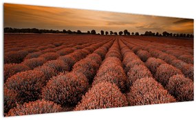 Květinové pole - obraz (100x40cm)