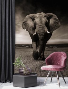 Gario Fototapeta Tmavý slon Materiál: Vliesová, Rozměry: 100 x 140 cm
