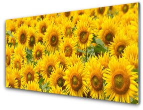 Obraz na skle Slunecznice Rostlina 100x50 cm
