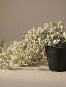 Sinsay - Dekorativní eukalyptus v květináči - zelená