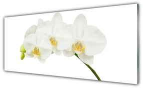 Plexisklo-obraz Orchidej Výhonky Květiny Příroda 125x50 cm