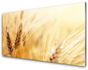 akrylový obraz Pšenice Rostlina Příroda 140x70 cm