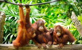 Fototapeta - Orangutani v džungli (254x184 cm)