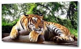Wallmuralia Foto obraz sklo tvrzené Tygr na skále 100x50