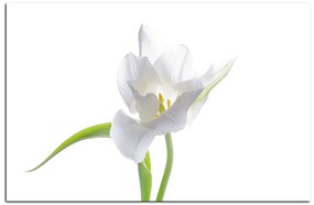 Obraz na plátně - Tulipán 181A (60x40 cm)