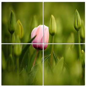 Obraz na plátně - Růžový kvetoucí tulipán - čtverec   301D (60x60 cm)