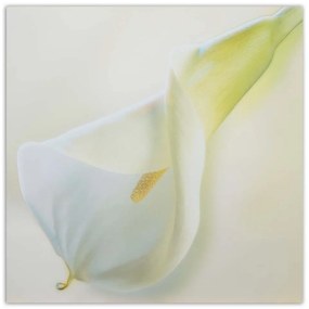 Obraz na plátně Květiny Callas Příroda Bílá - 60x60 cm