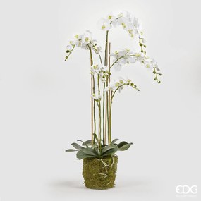 Bílá Orchidej s mechem a kořeny EDG H132