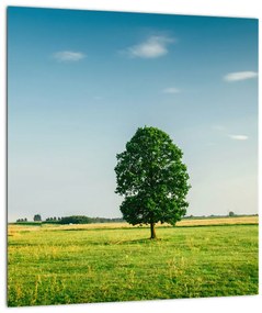 Obraz stromu uprostřed louky (30x30 cm)