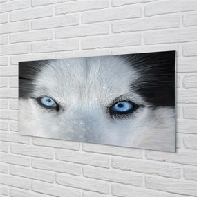 Obraz na skle wolf Eyes 120x60 cm