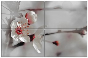 Obraz na plátně - Květ třešně 158FD (150x100 cm)
