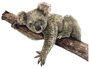 Plakát Koala na větvi