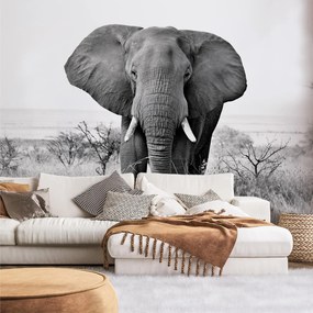 Fototapeta - Slon africký (245x170 cm)