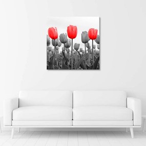 Obraz na plátně Červený tulipán na louce - 50x50 cm