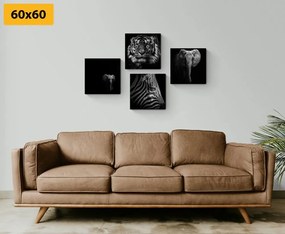 Set obrazů zvířata v černobílém stylu - 4x 40x40 cm