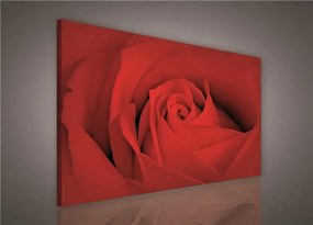 Obraz na plátně červená růže 100 x 75 cm