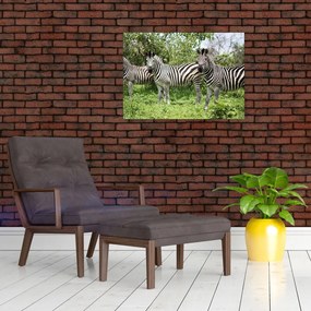 Skleněný obraz s zebrami (70x50 cm)