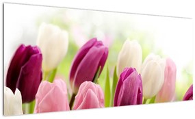 Tulipány, obrazy (100x40cm)