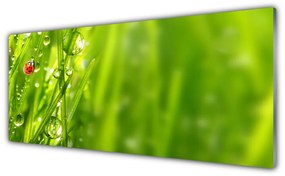 Plexisklo-obraz Tráva Beruška Příroda 125x50 cm