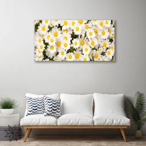 Obraz na plátně Sedmikrásky Květiny 100x50 cm