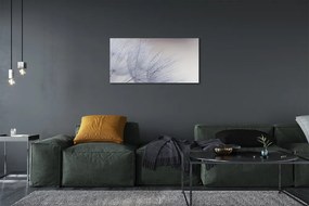 Obrazy na plátně Kapky rosy pampelišky 120x60 cm