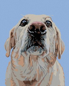 zuty malování podle čísel - labrador, 40x50 cm, bez rámu a bez vypnutí plátna