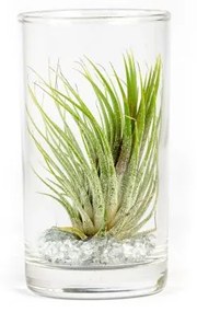 Gardners Tillandsia ve skle