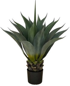 Hrnková rostlina -AGAVE PALMERI GD4052