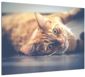Skleněný obraz kočky na podlaze (70x50 cm)