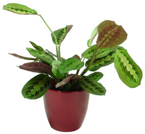 Pokojová rostlina Marantha leuconeura Fascinator, průměr 12 cm