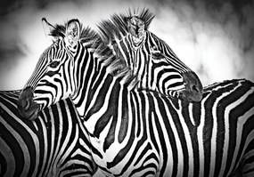 Fototapeta - Zebra (152,5x104 cm)