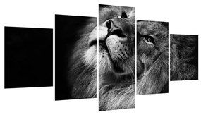 Černobílý obraz lva (150x80 cm)