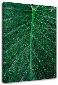 Obraz na plátně Listová rostlina Zelená příroda - 60x90 cm