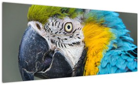 Papoušek - obraz (100x40cm)