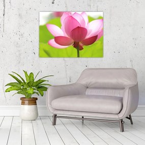 Skleněný obraz květu Lotusu (70x50 cm)