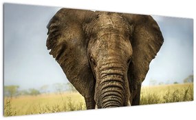 Slon - obraz (100x40cm)