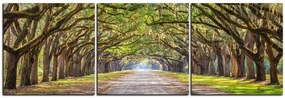 Obraz na plátně - Historické dubové stromy lemované polní cestou - panoráma 5239B (120x40 cm)