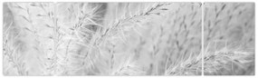 Obraz - Pampas grass N⁰1 (170x50 cm)