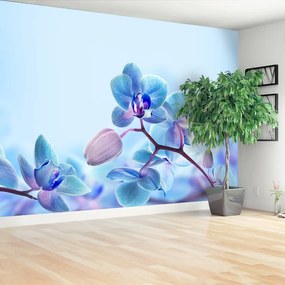 Fototapeta Tropické orchideje 104x70