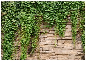 Fototapeta - Ivy wall