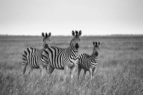 Samolepící fototapeta tři černobílé zebry v savanu - 225x150 cm