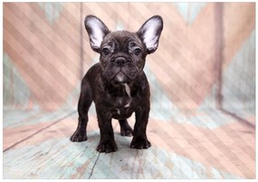 Fototapeta - French Bulldog