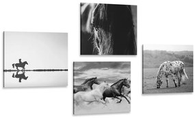 Set obrazů pro milovníky koní v černobílém provedení - 4x 60x60 cm