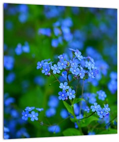 Obraz modrých květin (30x30 cm)