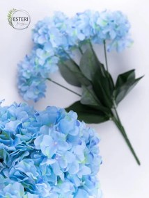 Hortenze světle-modrý květ
