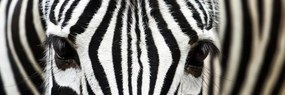 Fototapeta na linku Zebra 180 x 60 cm KI180-016